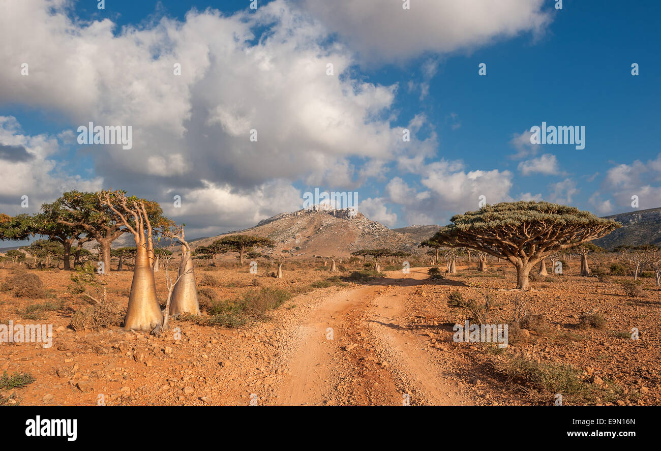 Socotra Island Tree Stock Photos & Socotra Island Tree Stock Images - Alamy