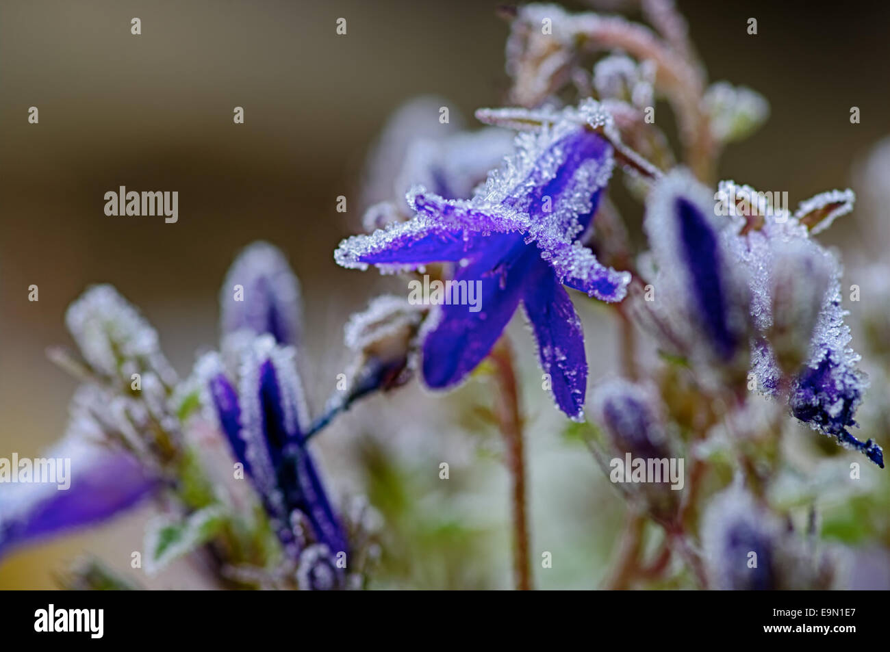 Natural frost hi-res stock photography and images - Alamy