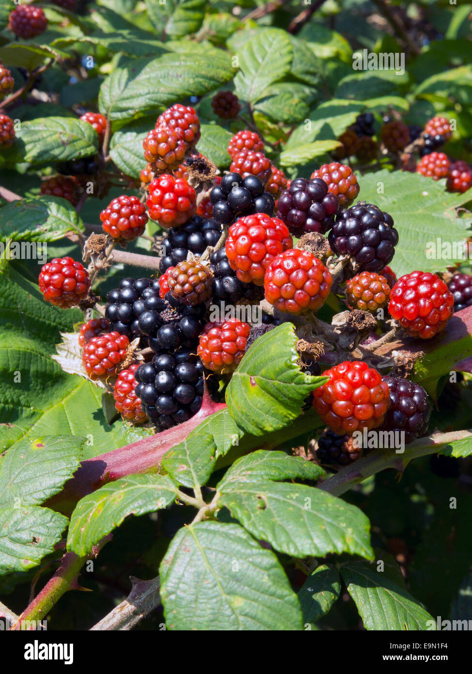 wild blackberry bush (Rubus fruticosus) close up of ripening and unripe ...