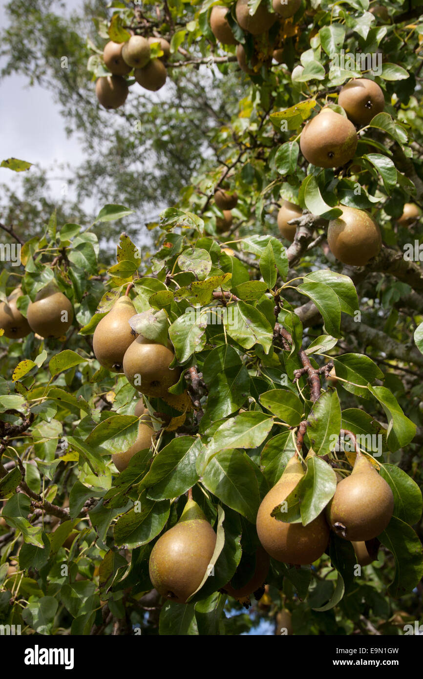 Conference pears ripening hi-res stock photography and images - Alamy