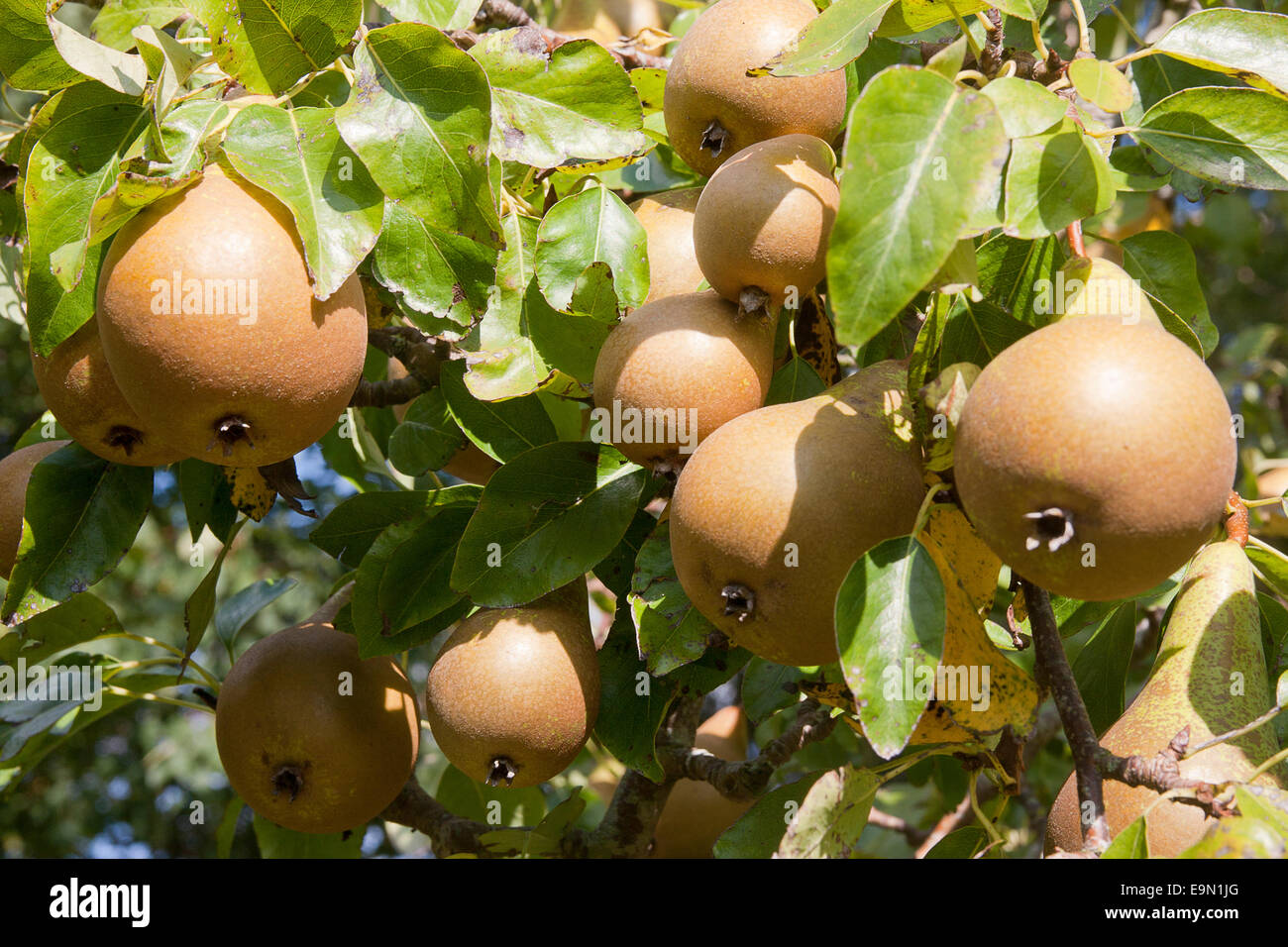 Conference pear tree hi-res stock photography and images - Alamy