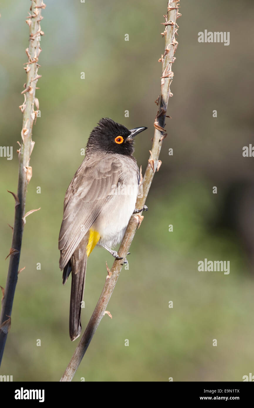 African redeyed bulbul pynonotus nigricans hi-res stock photography and ...