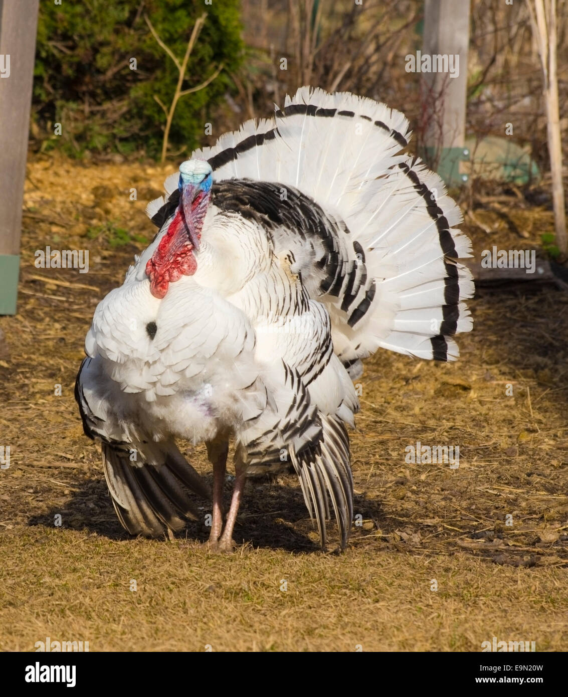 Domesticated Royal Palm Turkey, Meleagris gallopavo male displaying ...