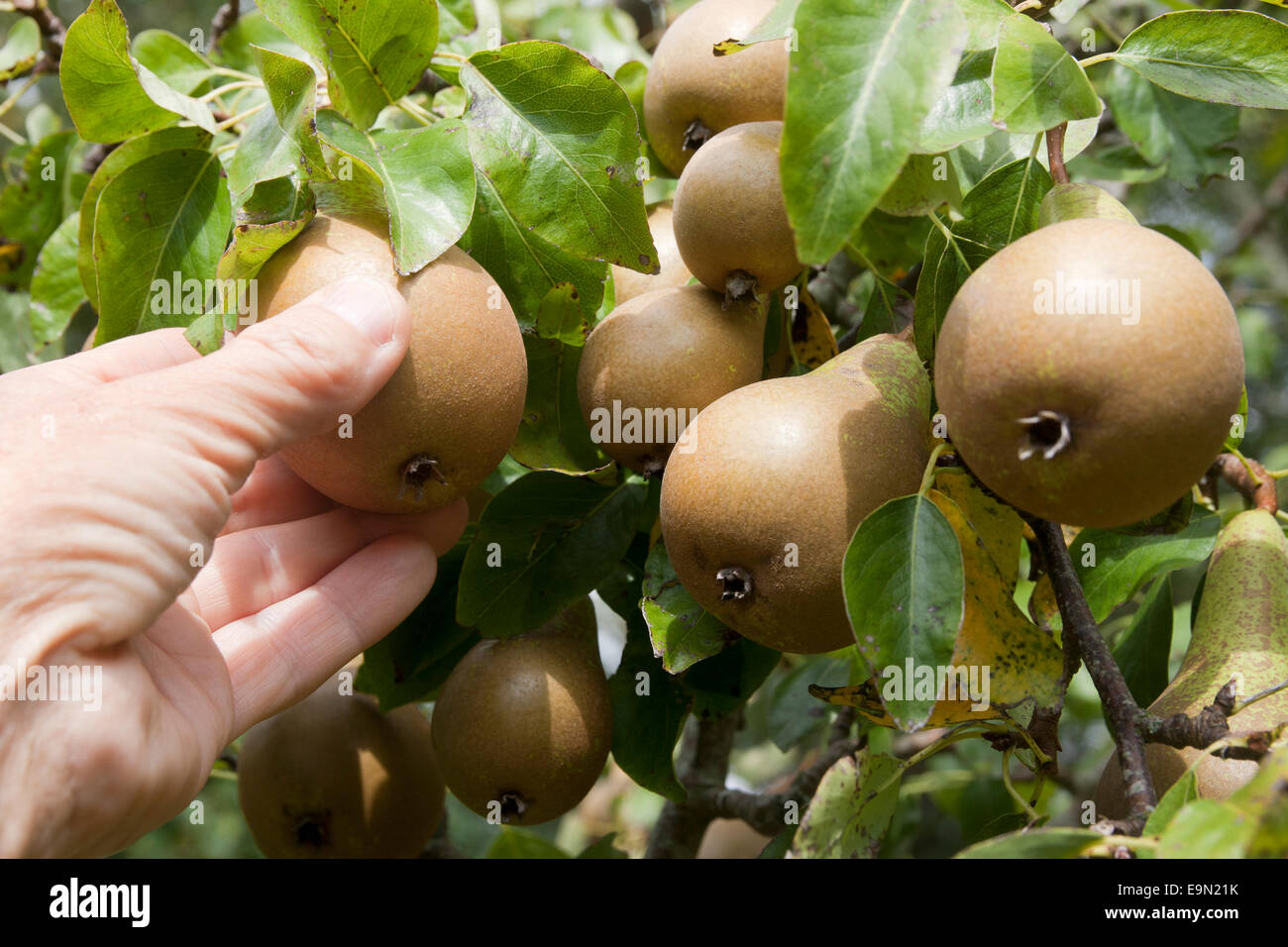 home grown conference pear (Pyrus communis), England Stock Photo - Alamy