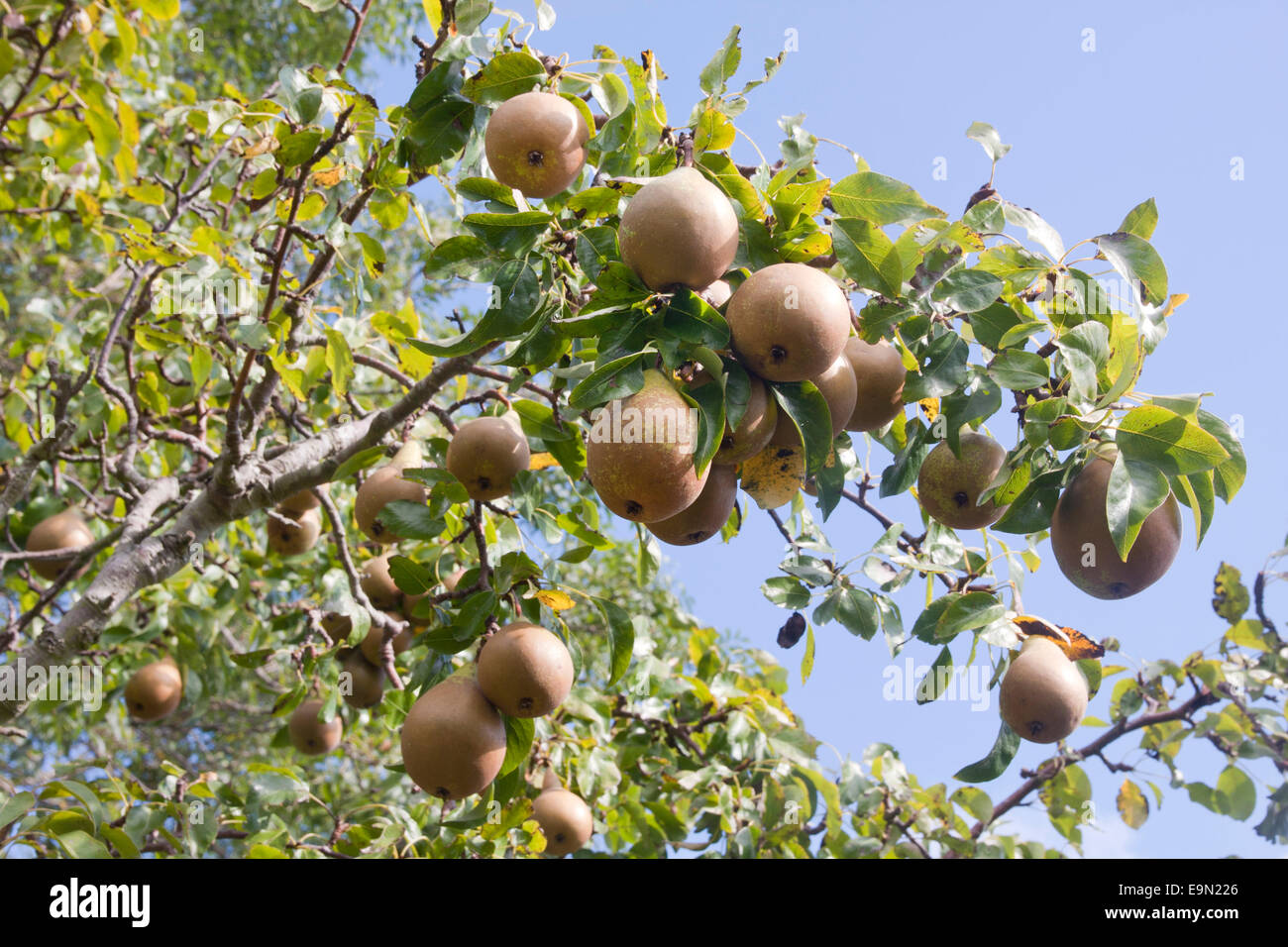 Conference pear tree hi-res stock photography and images - Alamy