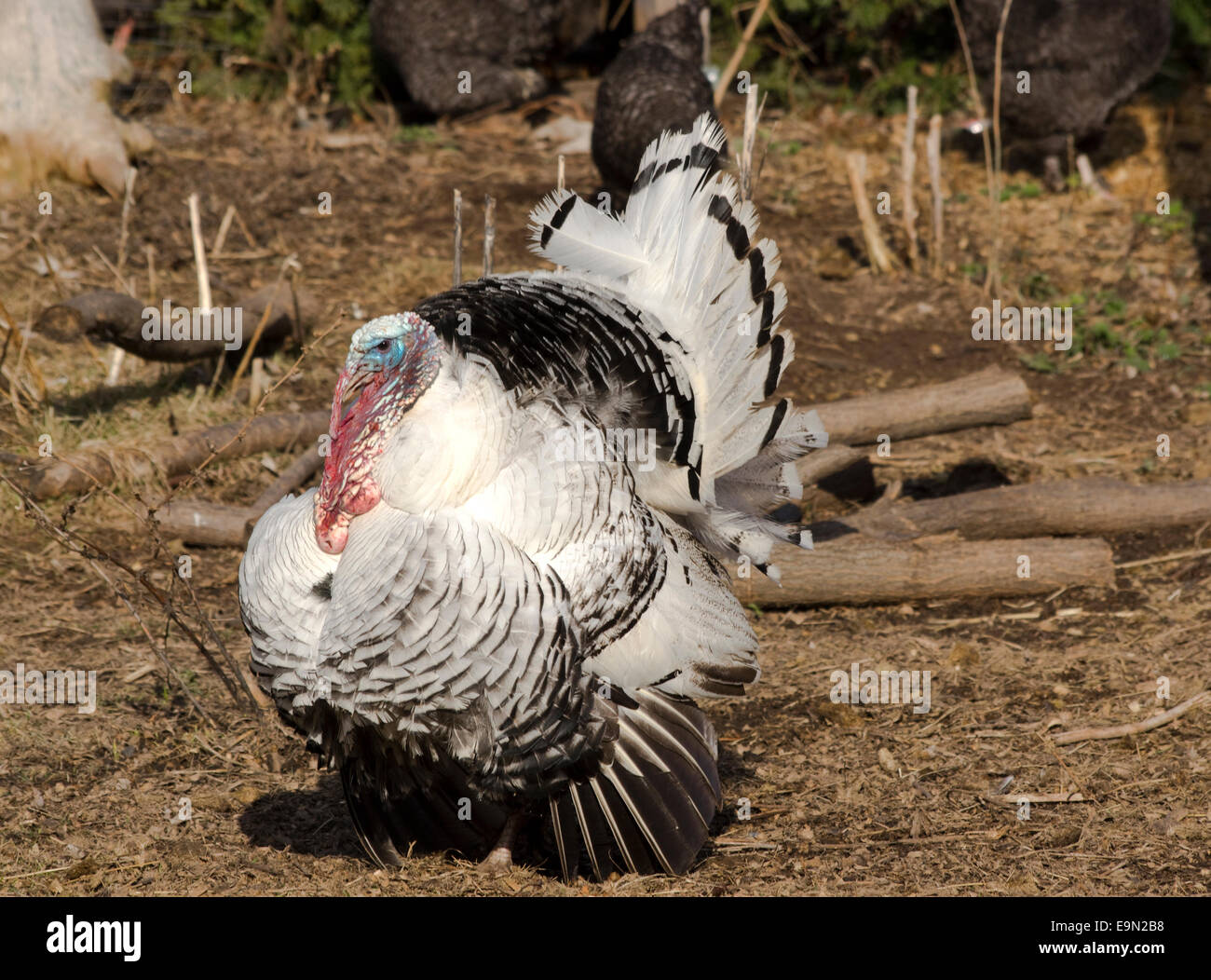 Royal palm turkey hi-res stock photography and images - Alamy