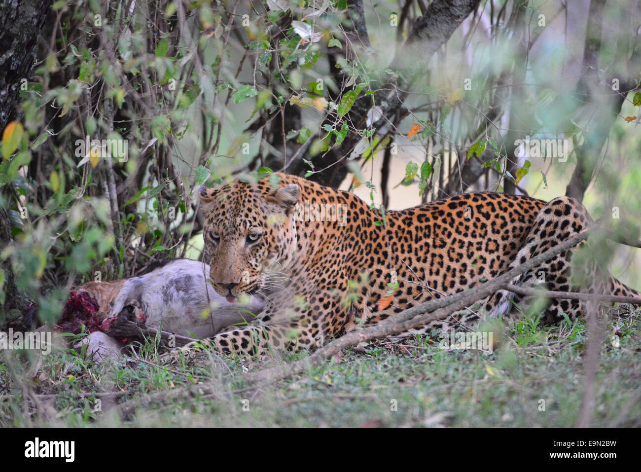 Leopard - Yellow Stock Photo - Alamy