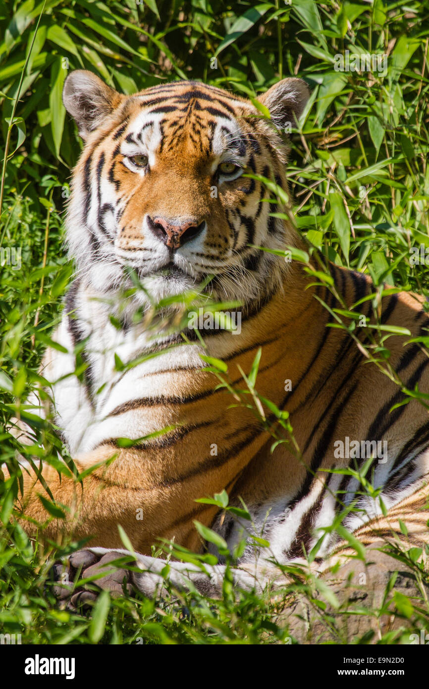 Siberian tiger (Panthera tigris altaica Stock Photo - Alamy