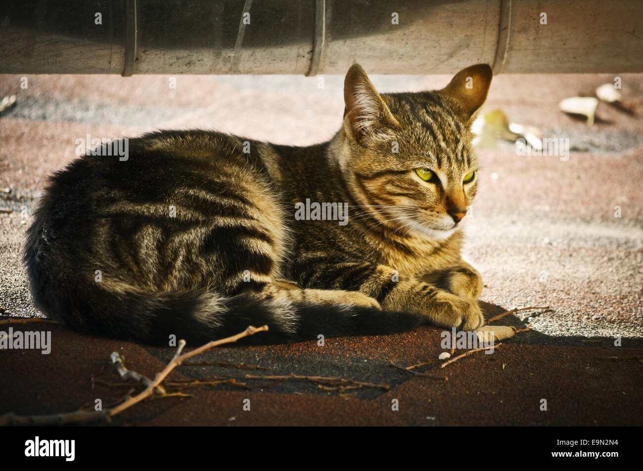 Stray tomcat cat hi-res stock photography and images - Alamy