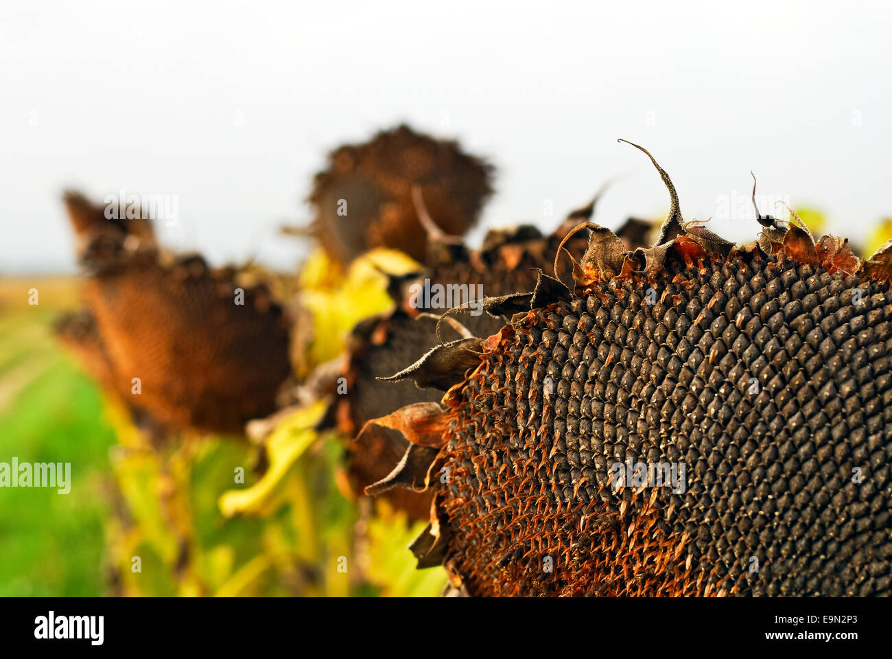 Ripe sunflower hi-res stock photography and images - Alamy