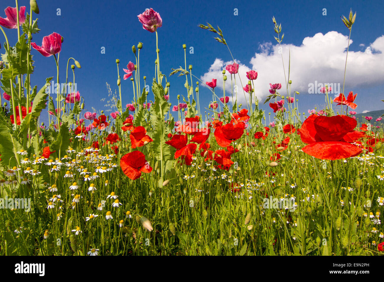 corn rose and Opium poppy Stock Photo - Alamy