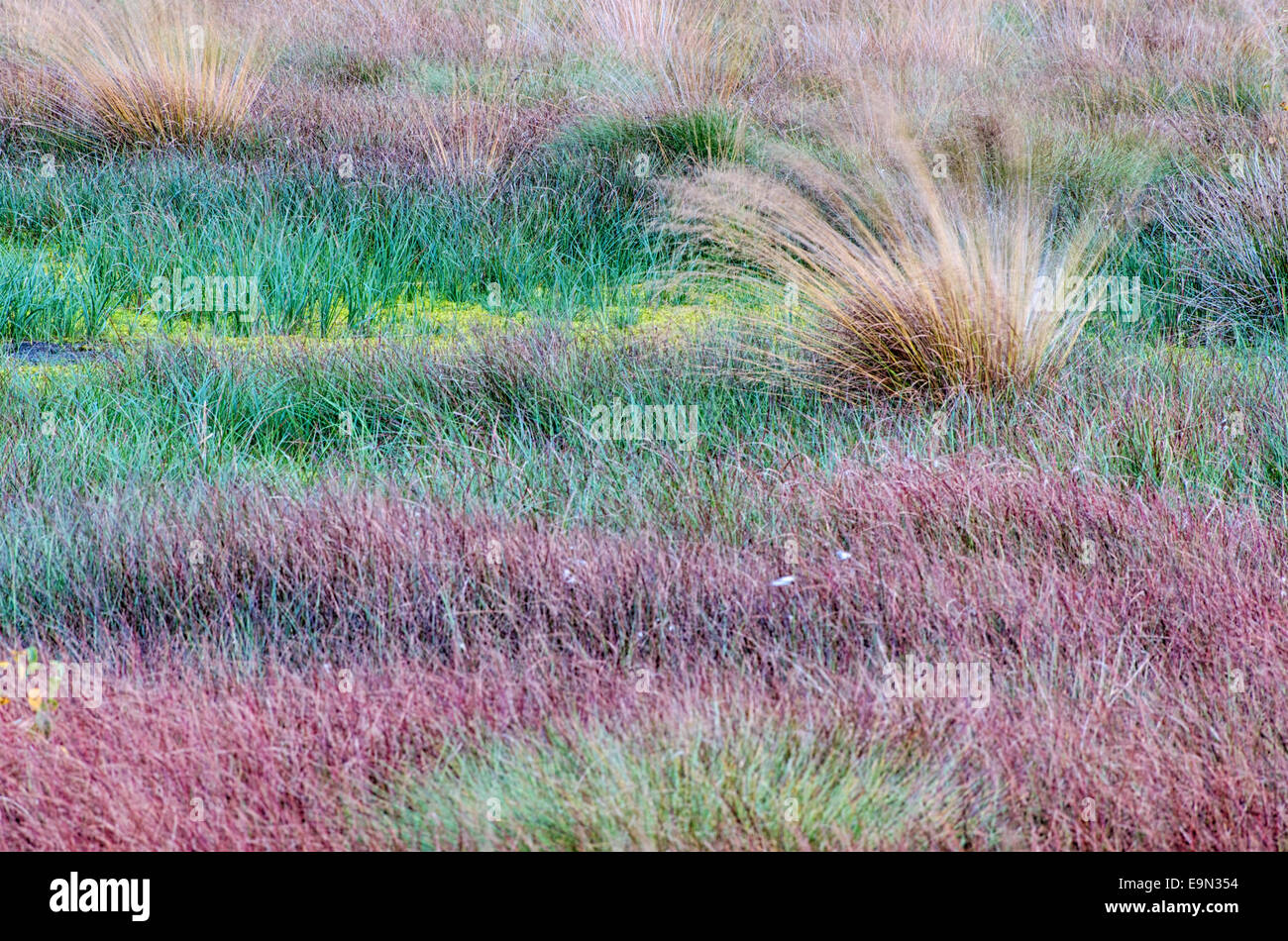 Moorgras High Resolution Stock Photography and Images - Alamy