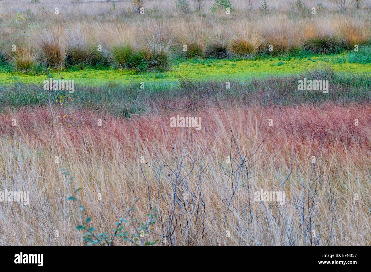 Moorgras hi-res stock photography and images - Alamy