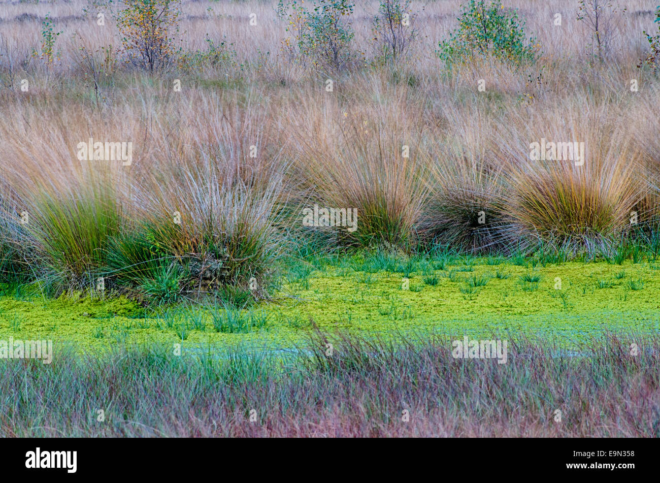 Moorgras hi-res stock photography and images - Alamy