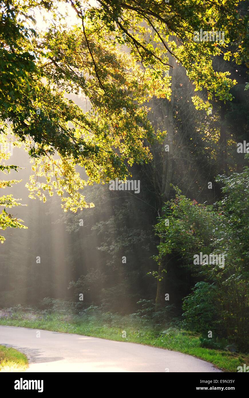 shafts of sunlight Stock Photo - Alamy