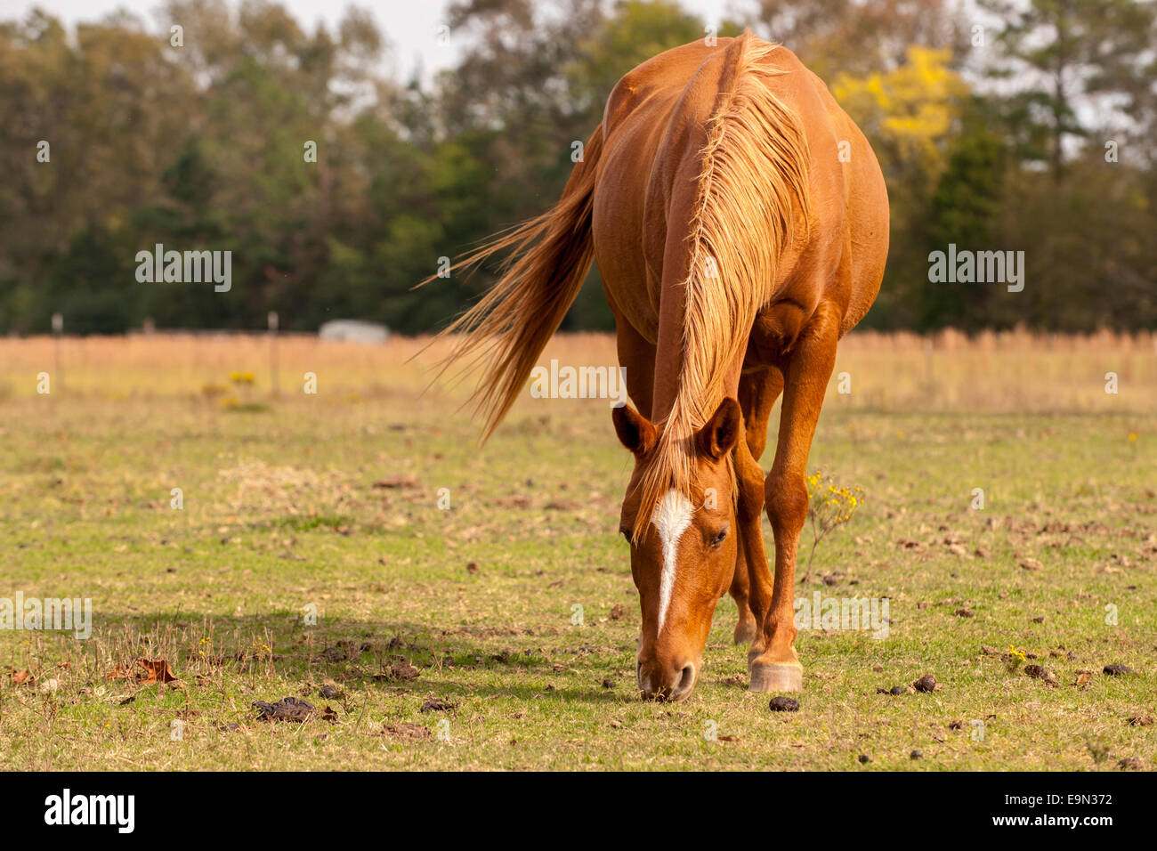 A beautiful horse grazing Stock Photo - Alamy