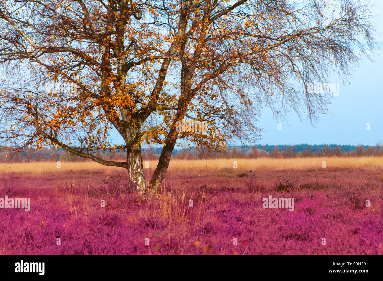 Moorgras High Resolution Stock Photography and Images - Alamy