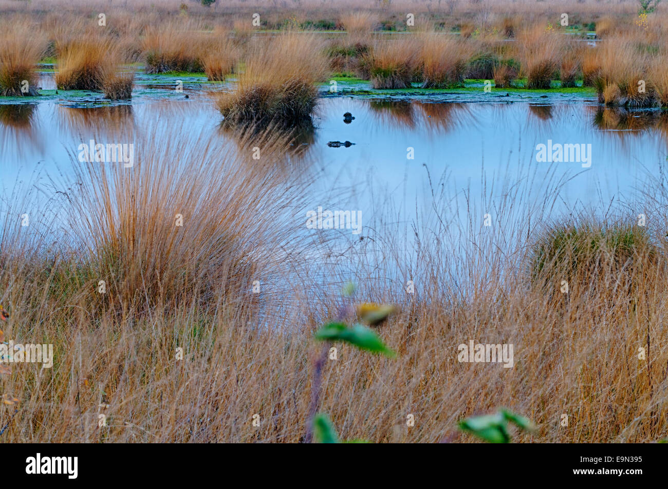 Moorgras hi-res stock photography and images - Alamy
