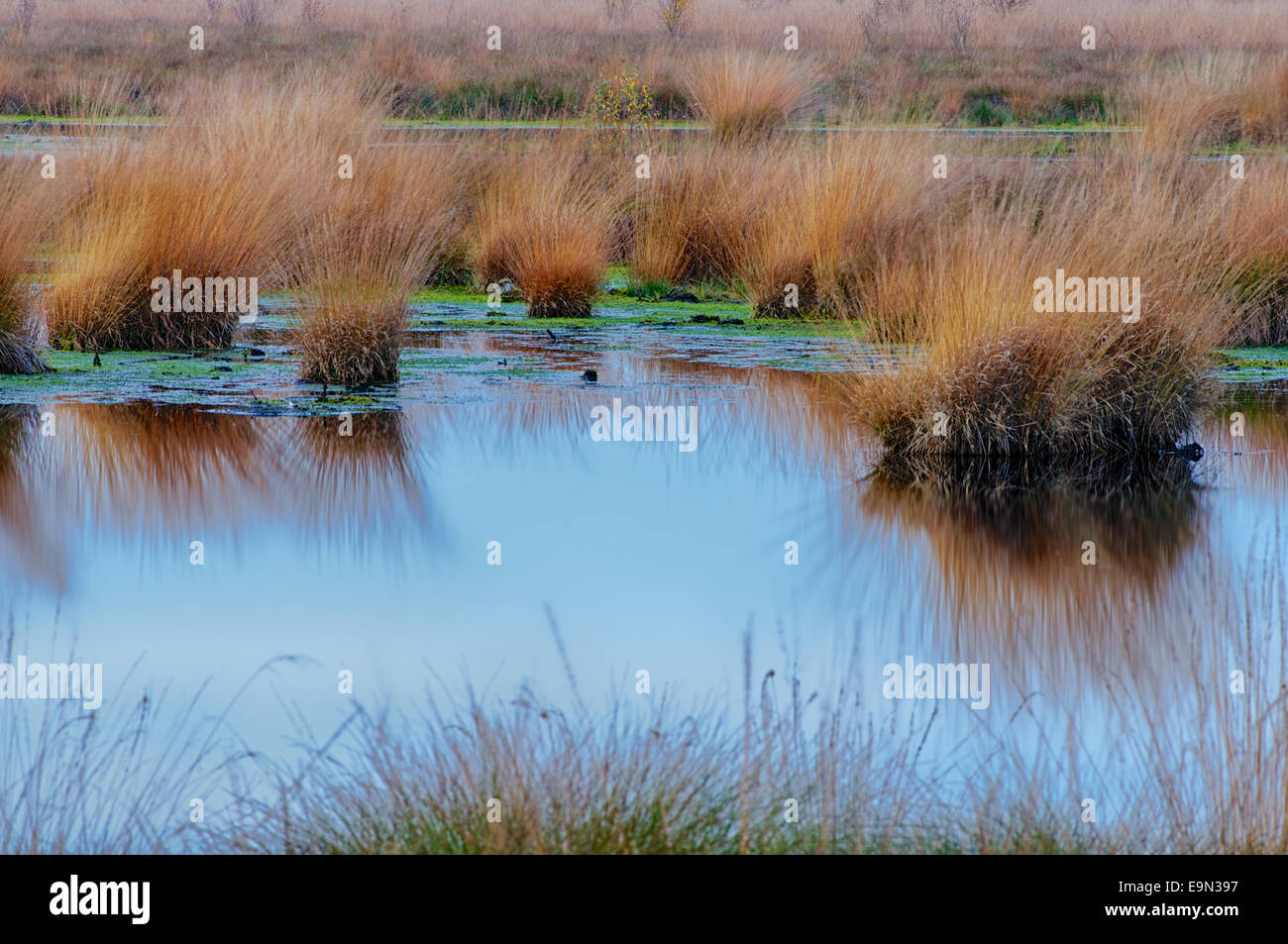 Moorniederung hi-res stock photography and images - Alamy