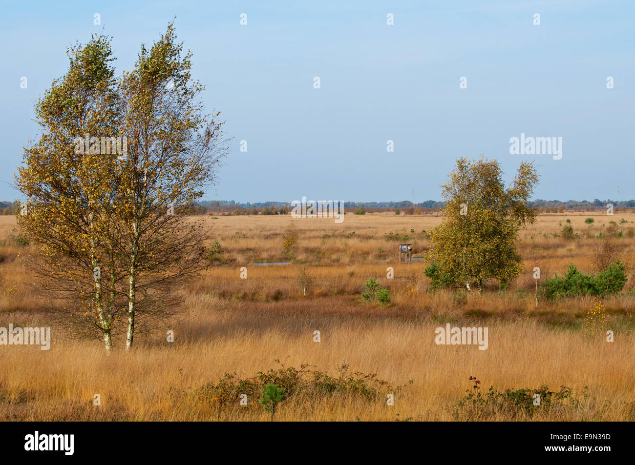 Moor sumpf hi-res stock photography and images - Alamy