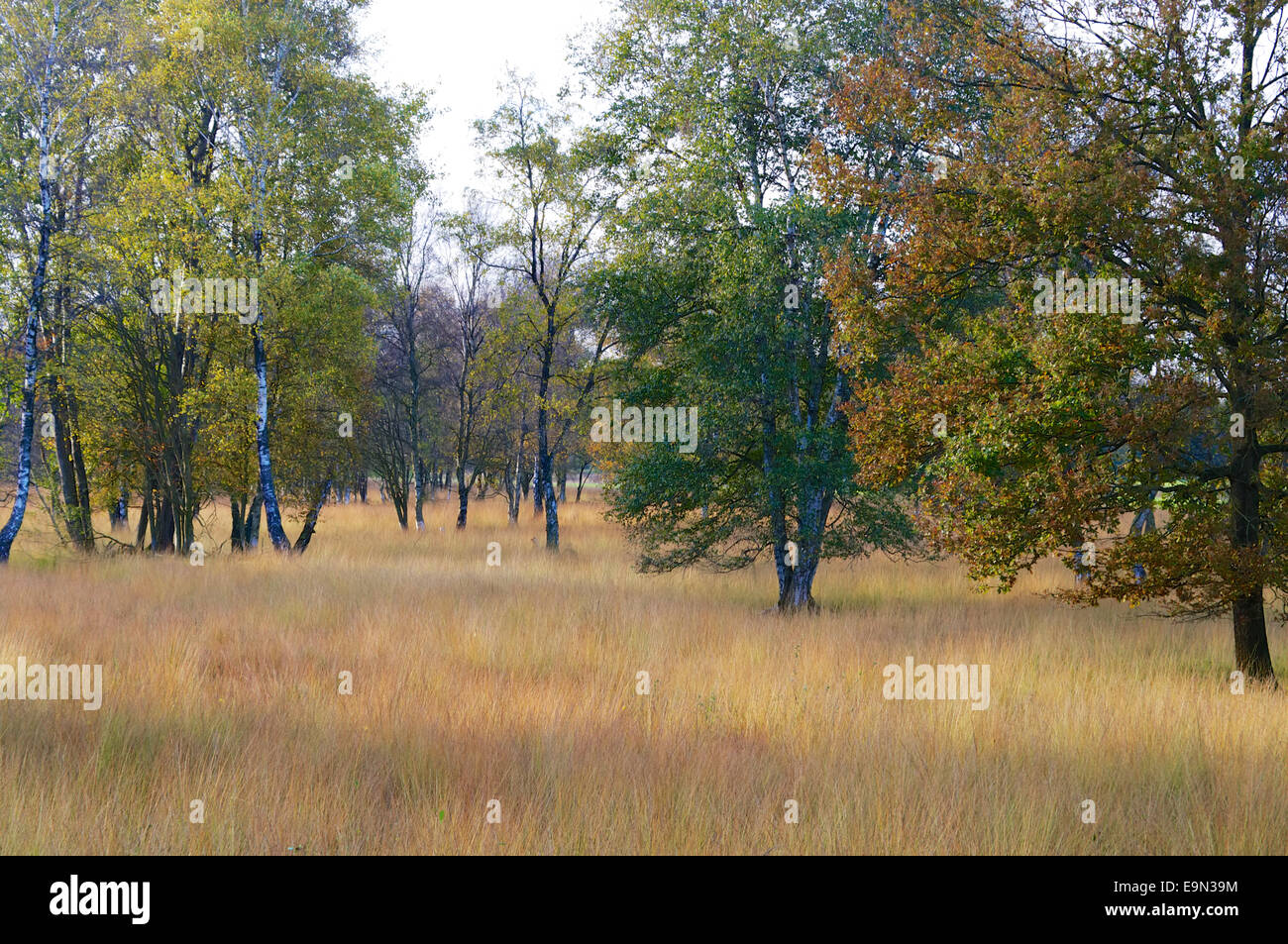 Impressions in the moor Stock Photo - Alamy