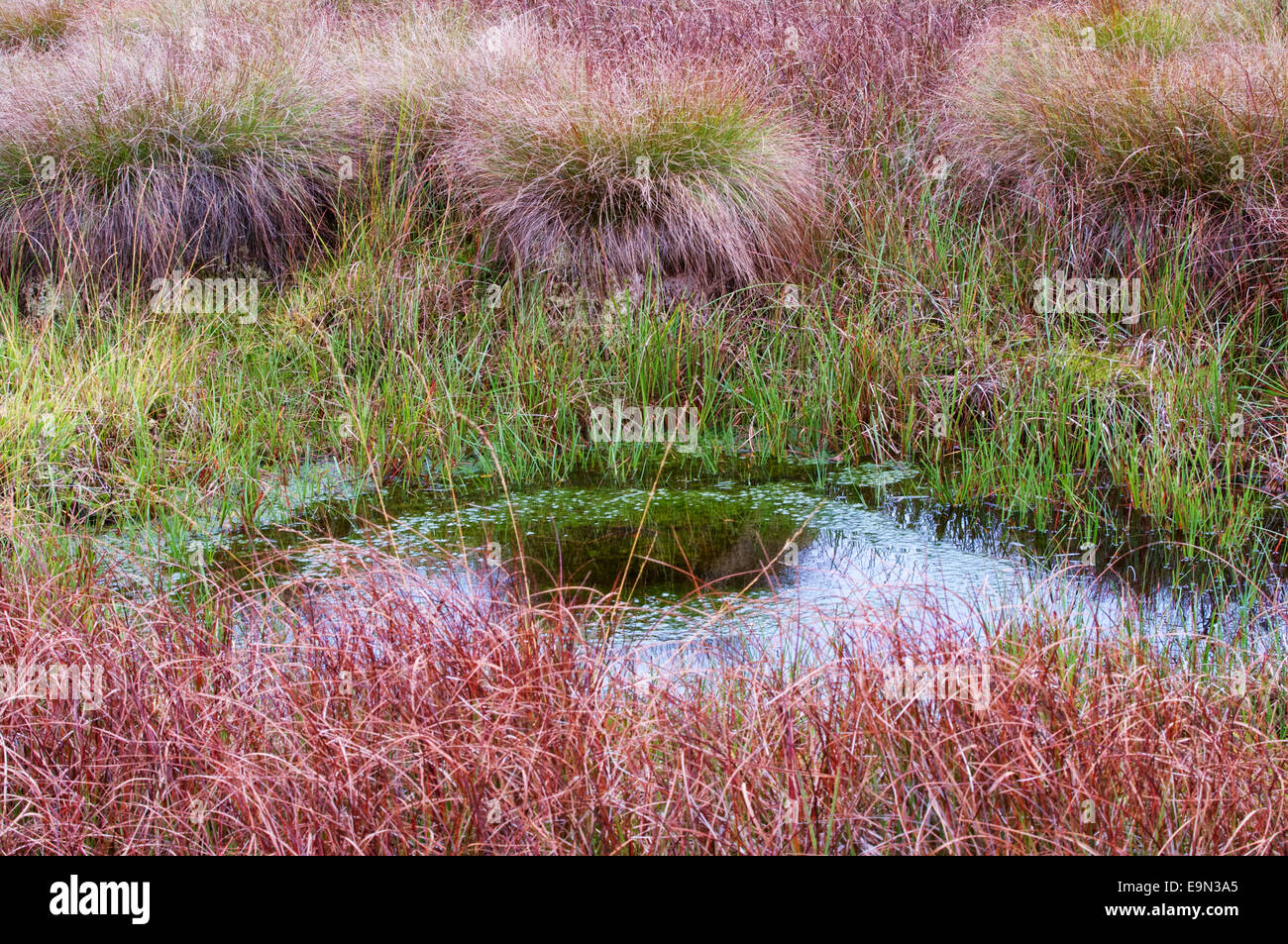 Impressions in the moor Stock Photo - Alamy