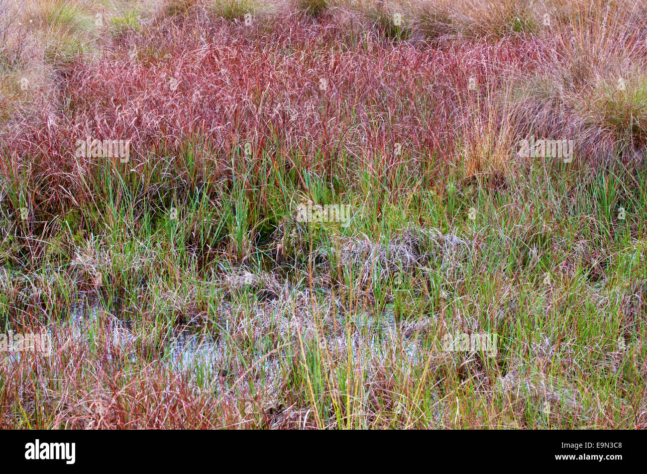 Impressions in the moor Stock Photo - Alamy