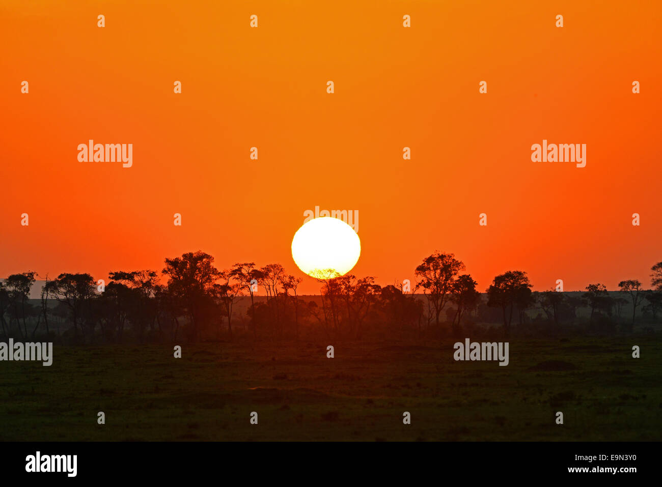 Masai mara trees hi-res stock photography and images - Alamy