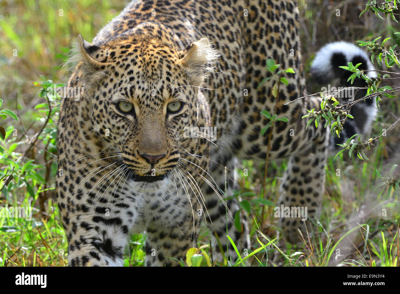 Masai Mara Leopard - Bahati Stock Photo - Alamy