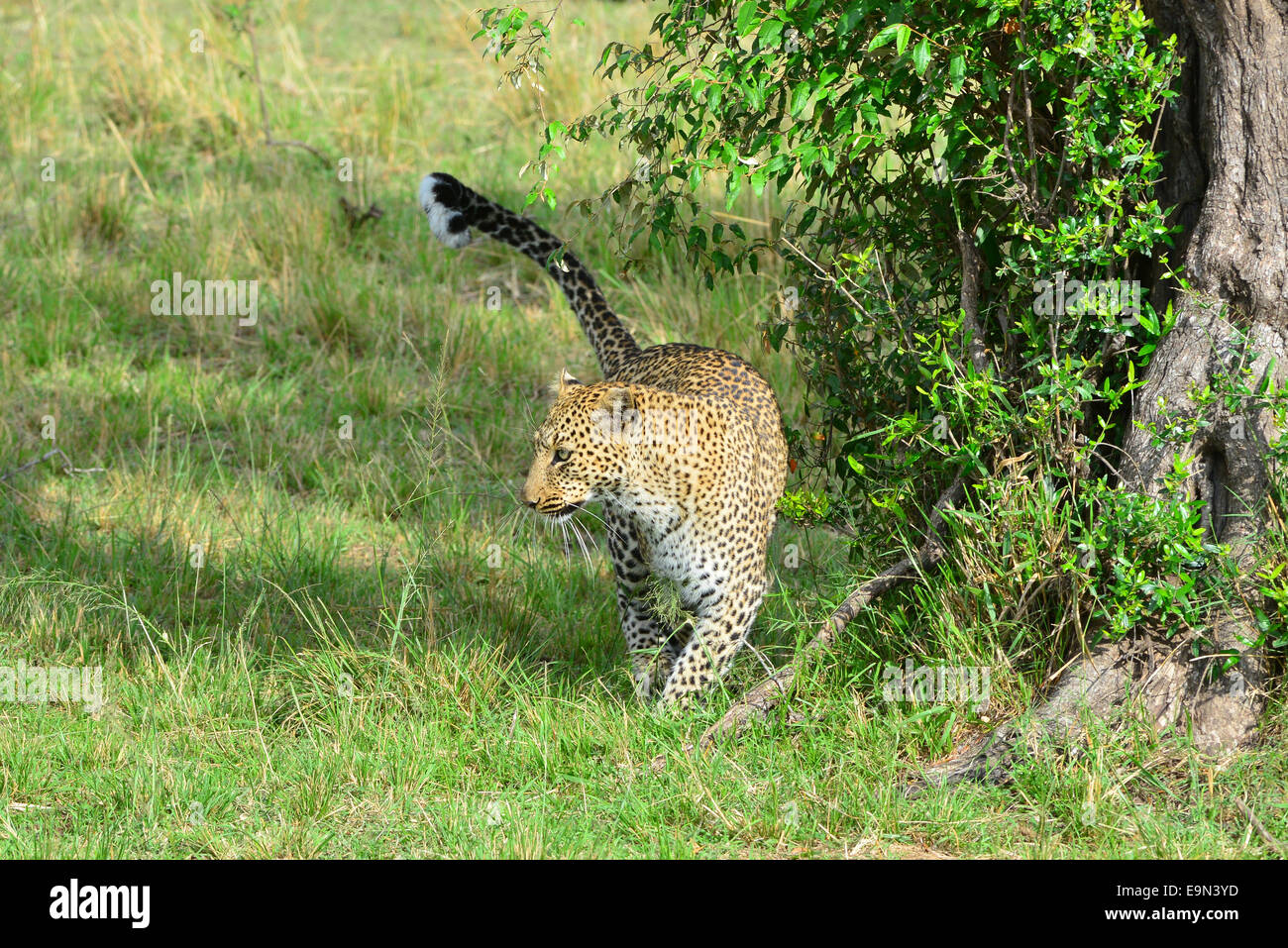 Masai leopard hi-res stock photography and images - Alamy