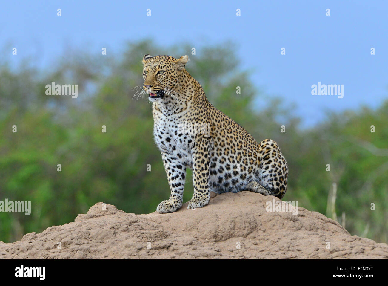 Masai Mara Leopard - Bahati Stock Photo - Alamy