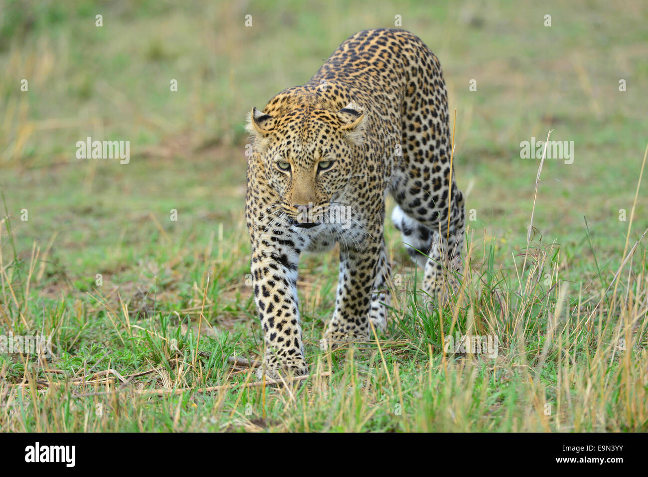 Bahati High Resolution Stock Photography and Images - Alamy