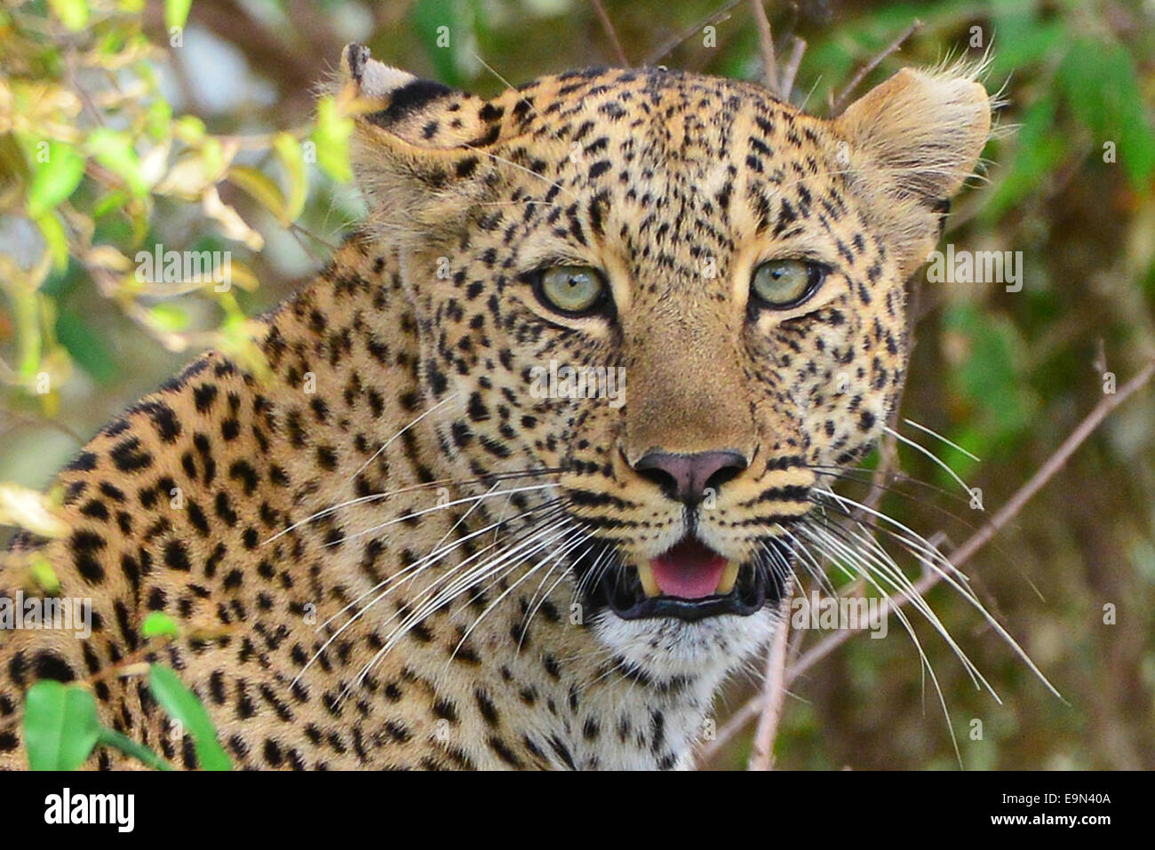 Bahati High Resolution Stock Photography and Images - Alamy