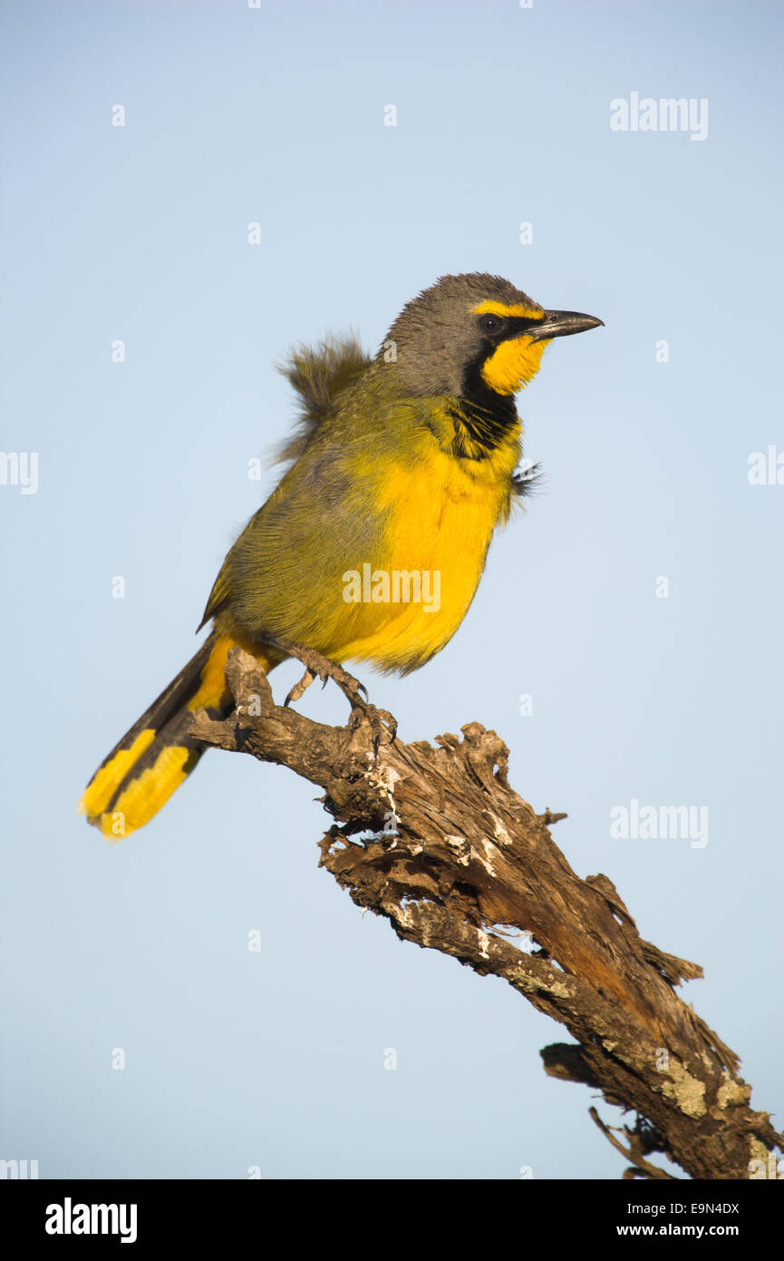 Telephorus zeylonus hi-res stock photography and images - Alamy