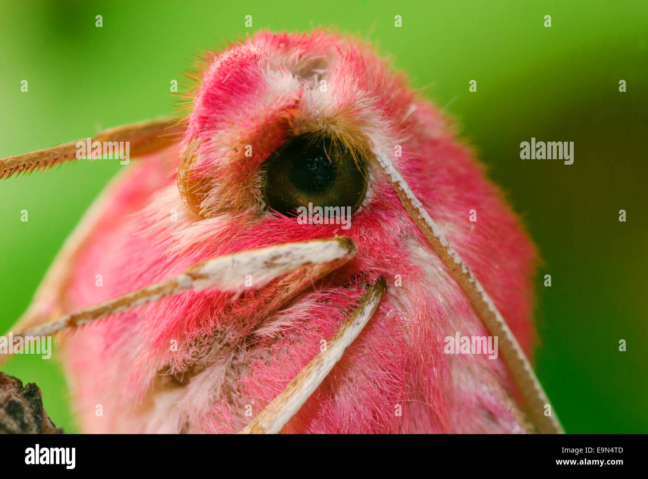 Rosy Maple Moth Face