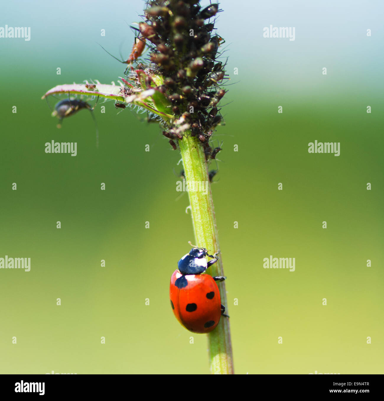 Ladybug feeding hi-res stock photography and images - Alamy