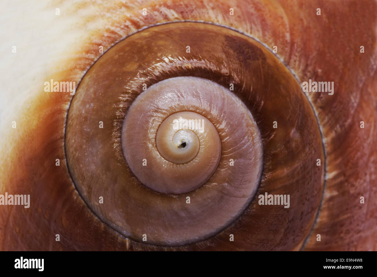 Scallop cockleshell hi-res stock photography and images - Alamy