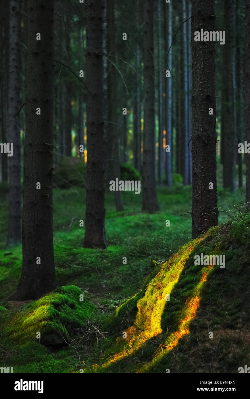 Strip light in the dark forest Stock Photo - Alamy