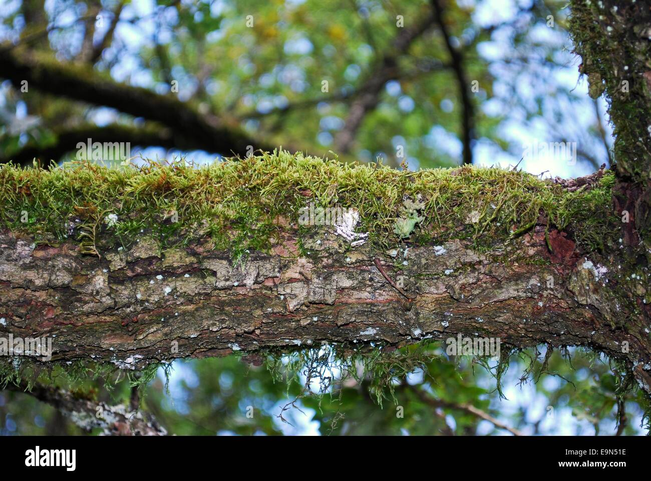 old oak tree with moss Stock Photo - Alamy