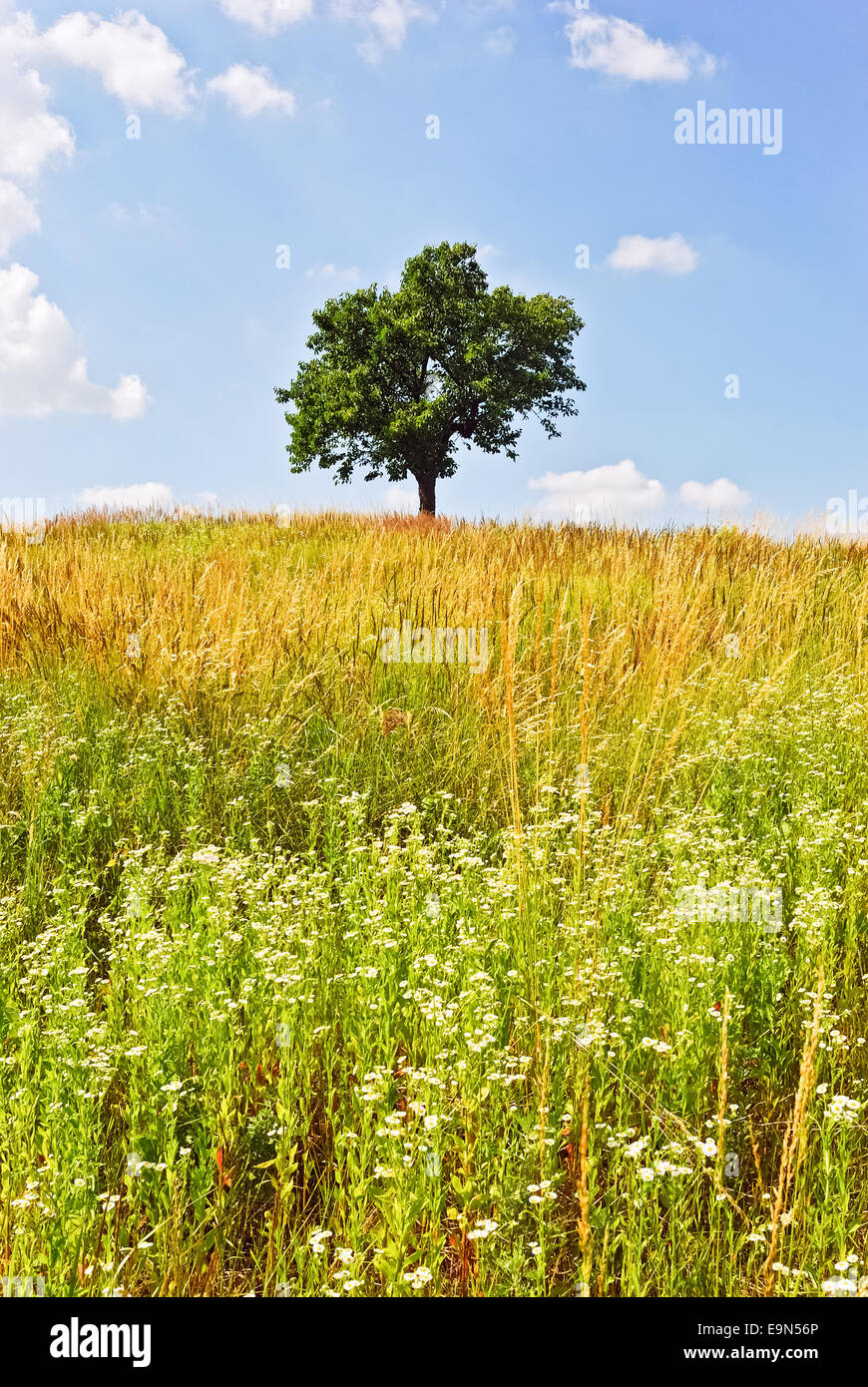 Meadow summer tree hi-res stock photography and images - Alamy
