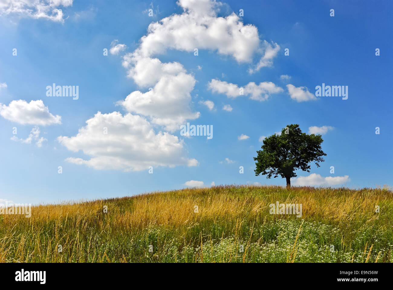 Landscape with meadow and tree in summer Stock Photo - Alamy