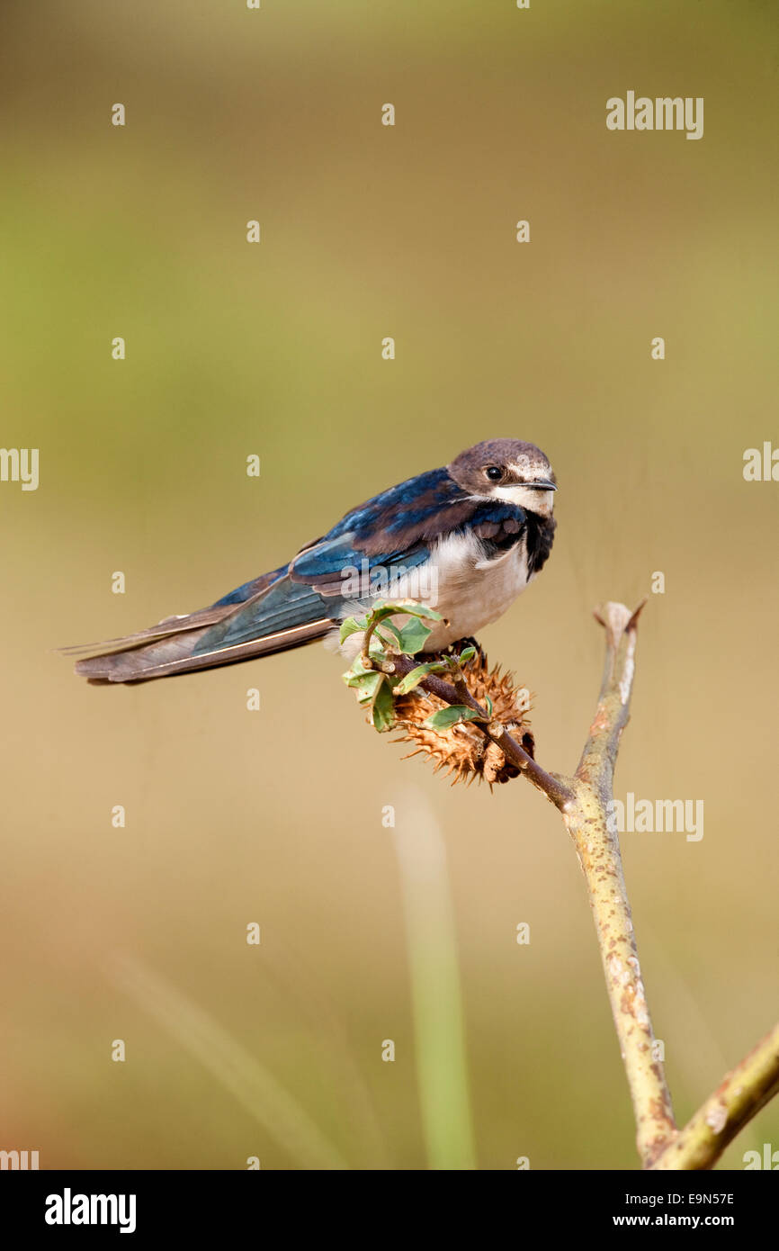 Banded martin, Riparia cincta, Ithala game reserve, South Africa Stock ...