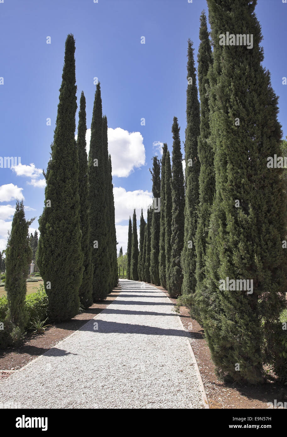 Cypresses park hi-res stock photography and images - Alamy