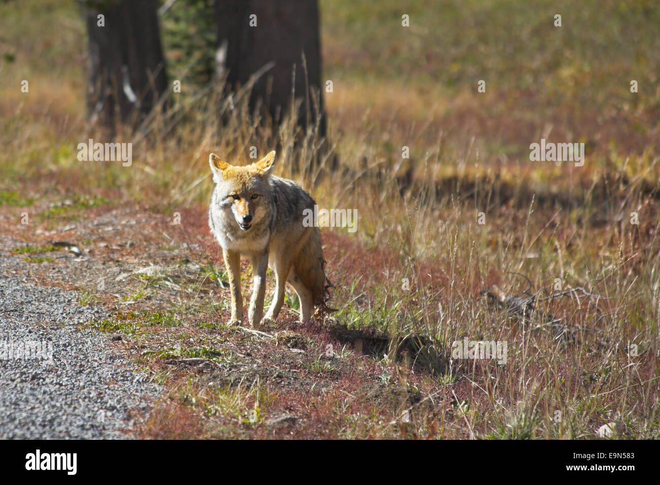 Beautiful green park recreation park hi-res stock photography and ...