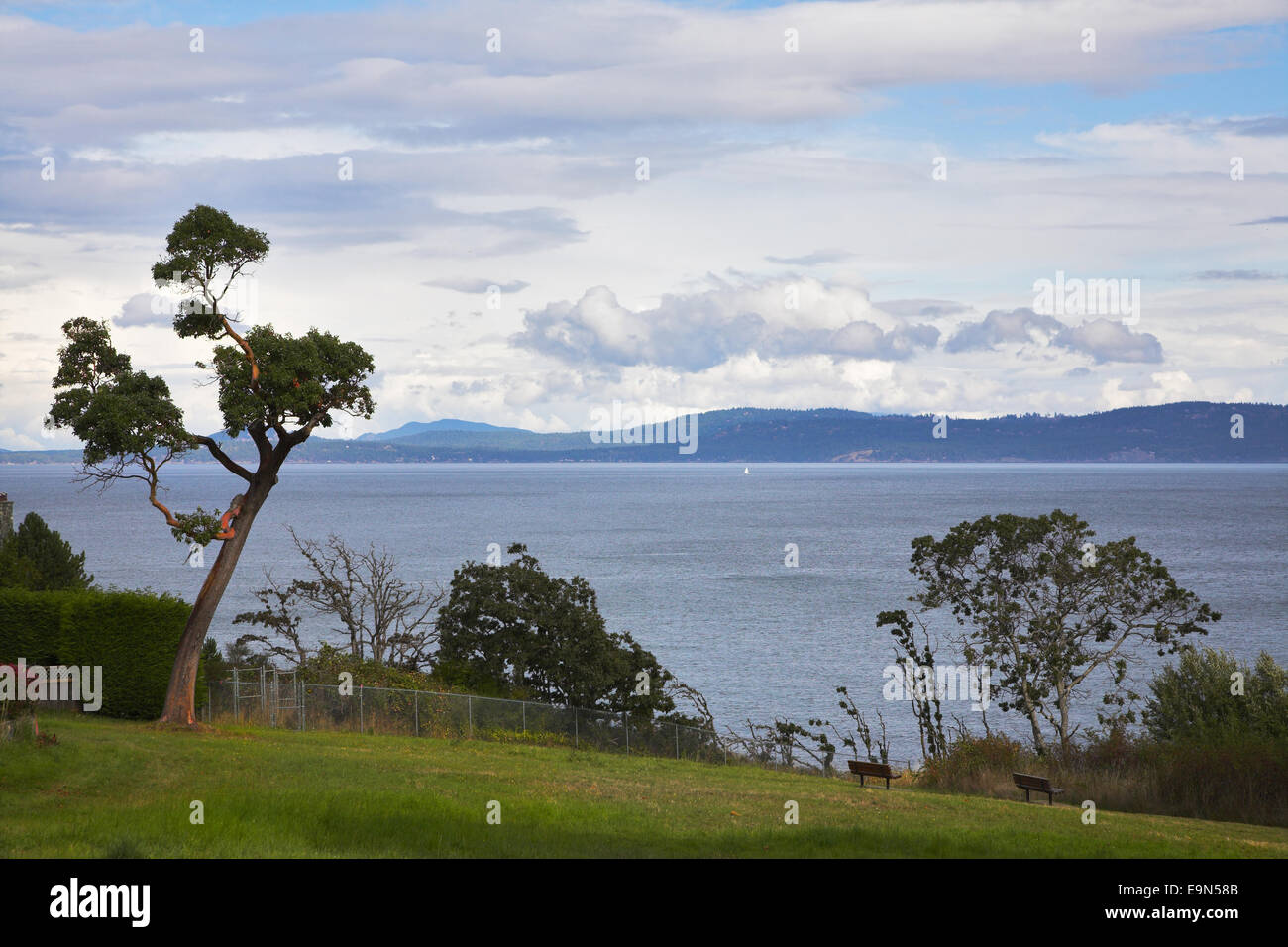 Tree on cliff edge hi-res stock photography and images - Alamy