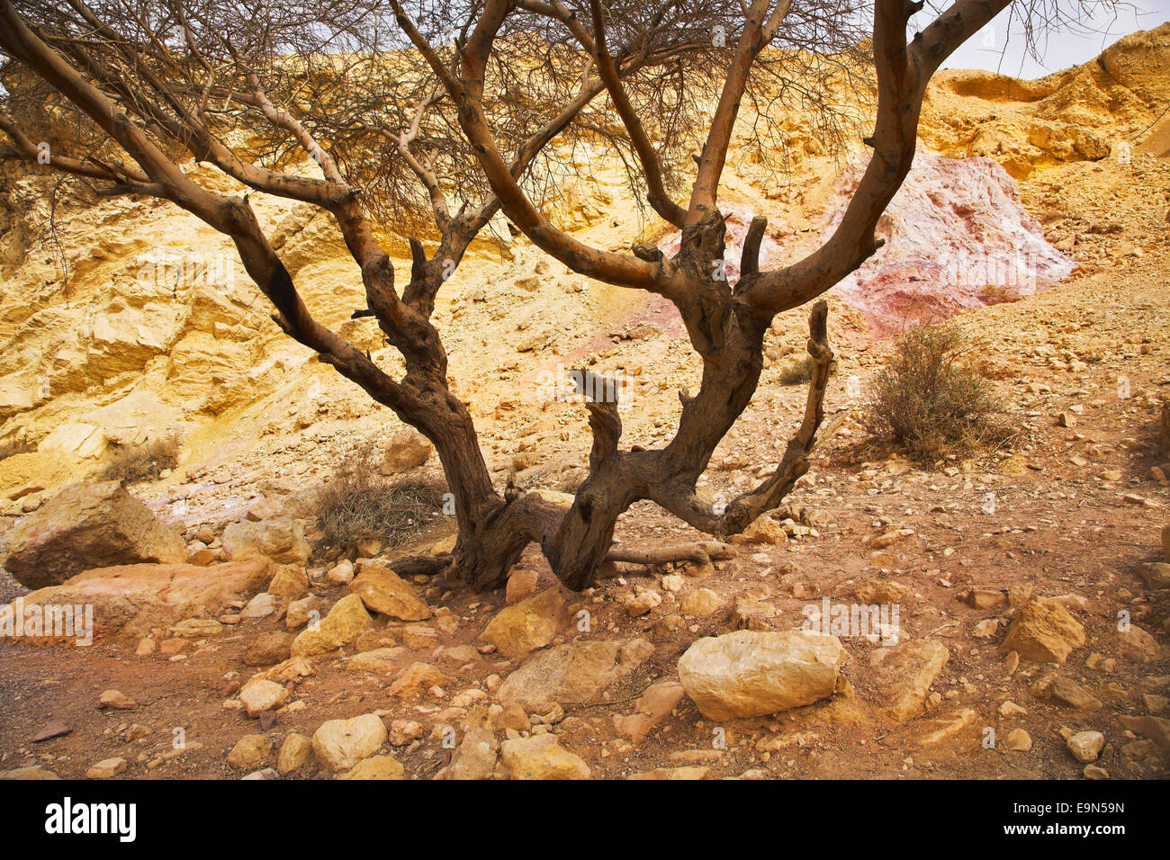The dry trees Stock Photo - Alamy