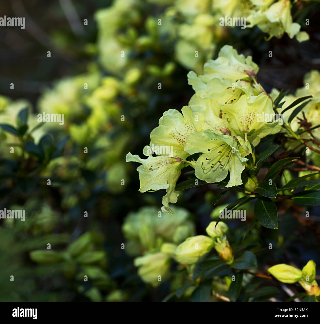 Yellow azaleas hi-res stock photography and images - Alamy
