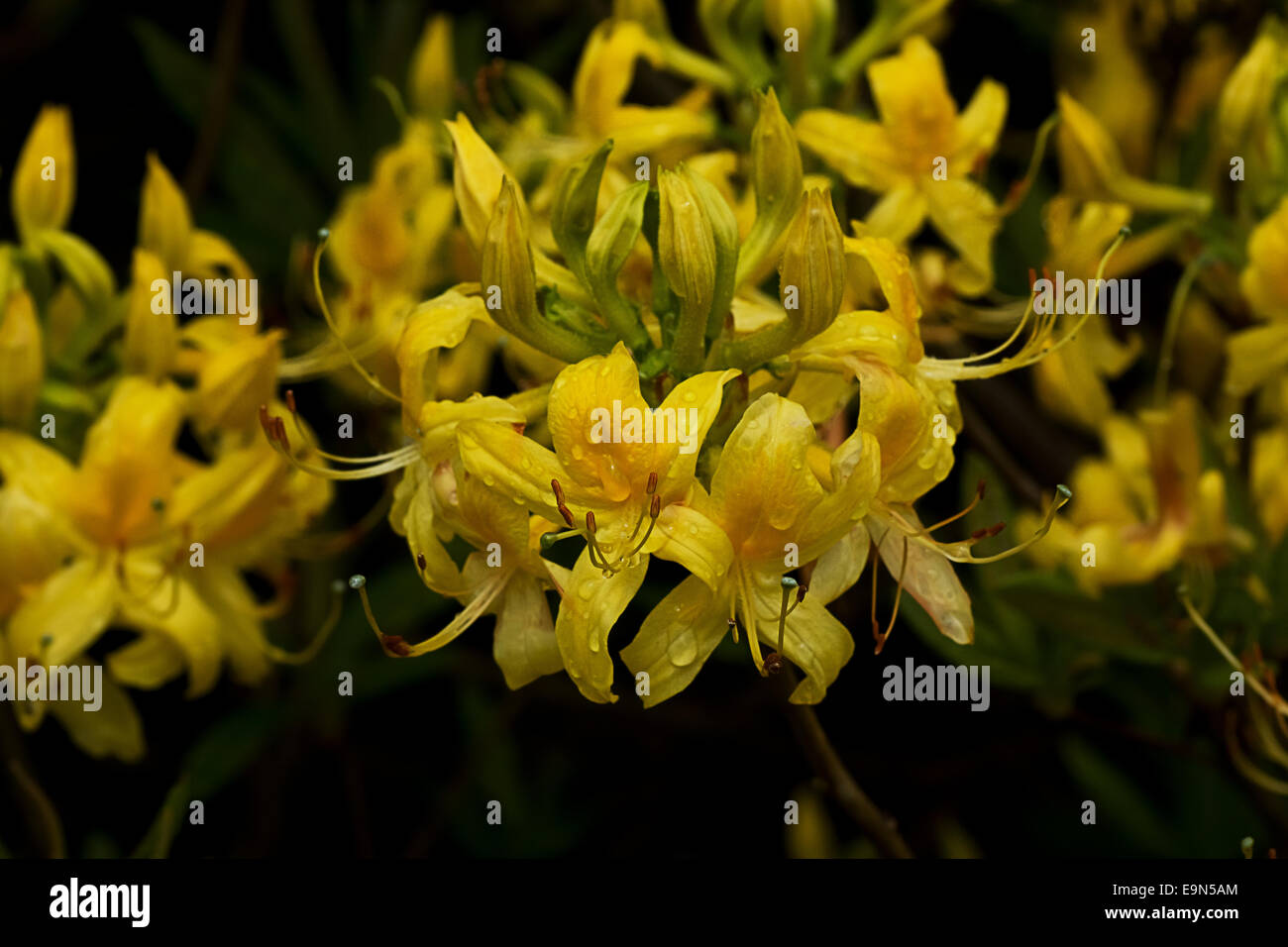 Yellow azalea shrub hi-res stock photography and images - Alamy