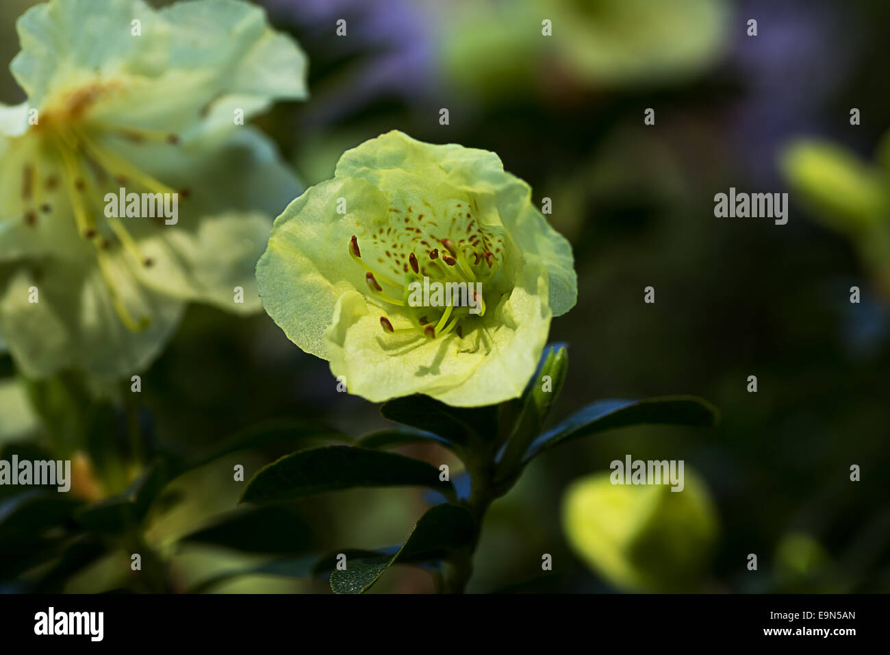 Yellow azalea shrub hi-res stock photography and images - Alamy