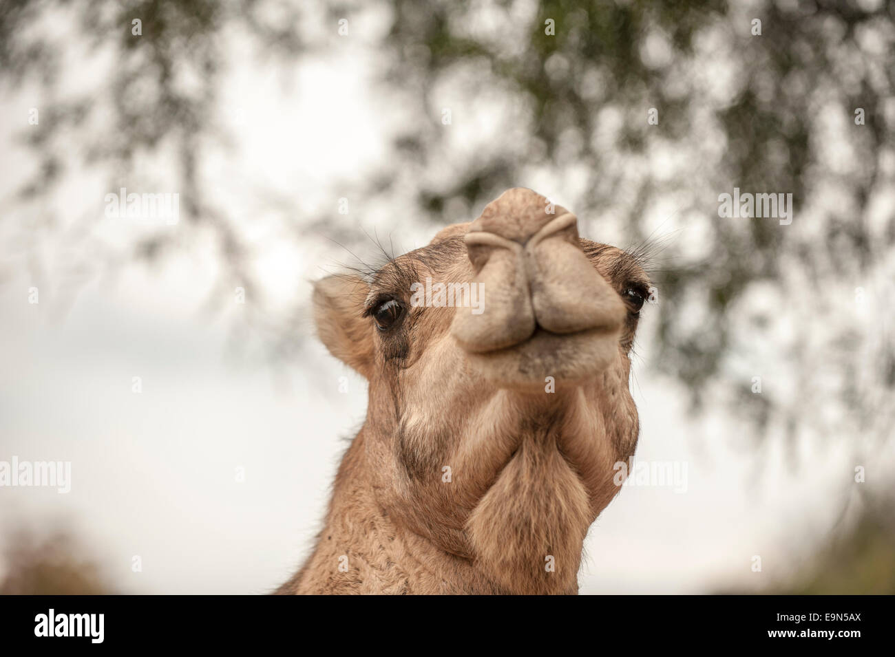 A camel looking around Stock Photo - Alamy